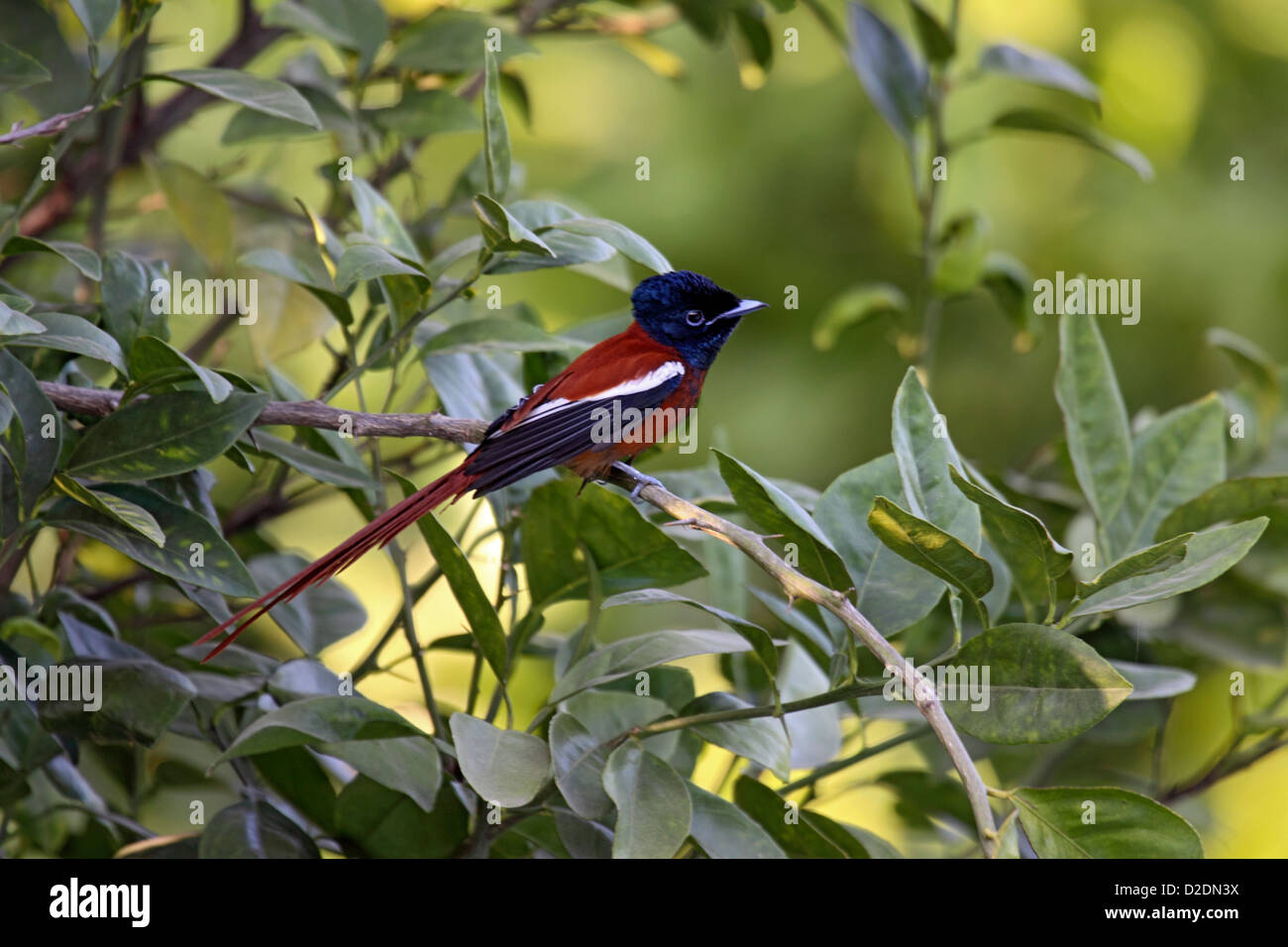 African paradise flycatcher hi-res stock photography and images - Alamy