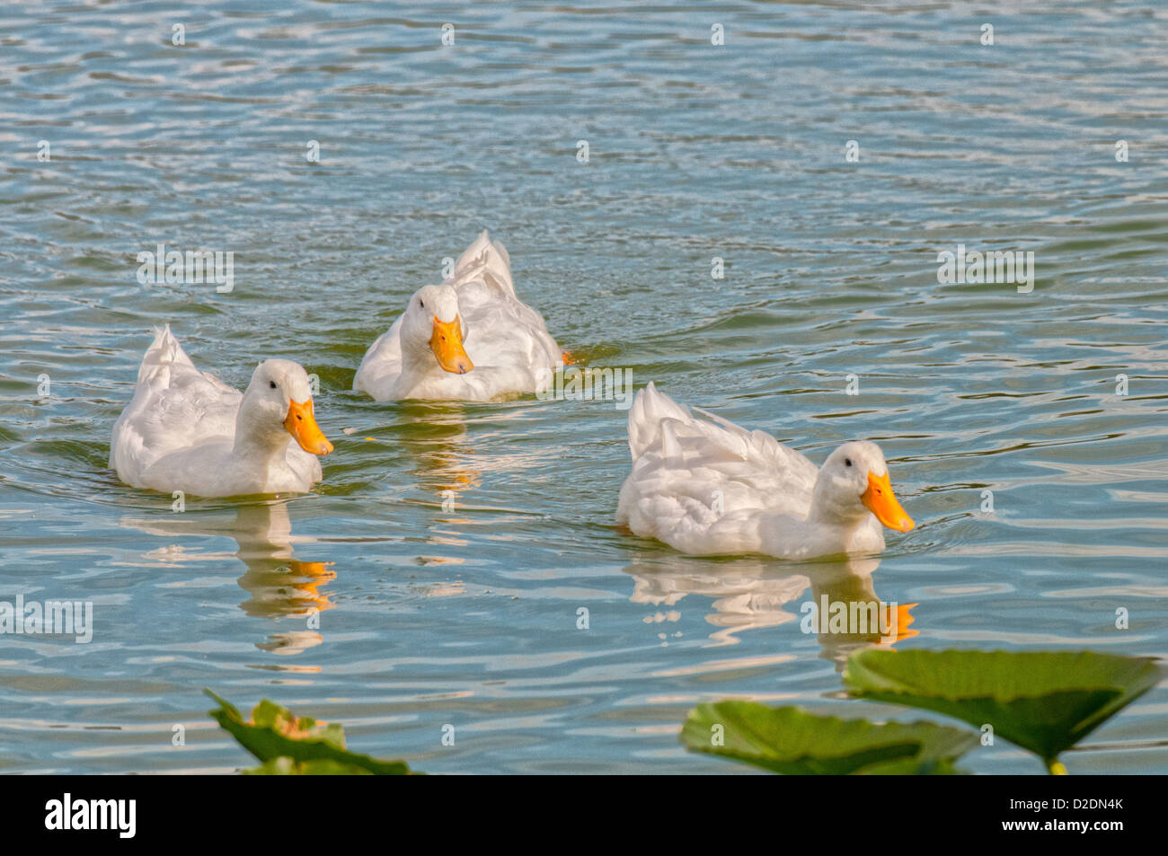 White Pekin Ducks at Lake Morton in Lakeland, Florida Stock Photo - Alamy