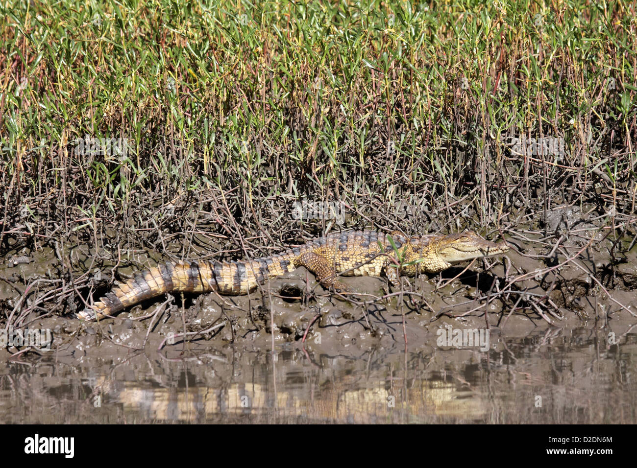 Nile crocodile hauled up on mud bank at waters edge in Mangrove swamp ...