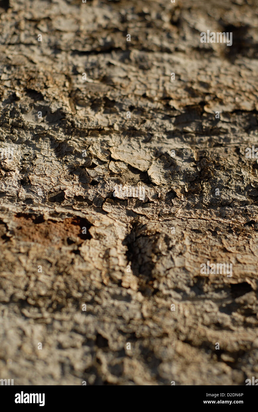 surface texture of flaking old paint on a brick wall in bruges belgium ...