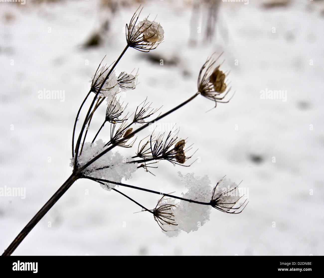 Sweet Angelica Seed Heads in Snow Stock Photo - Alamy