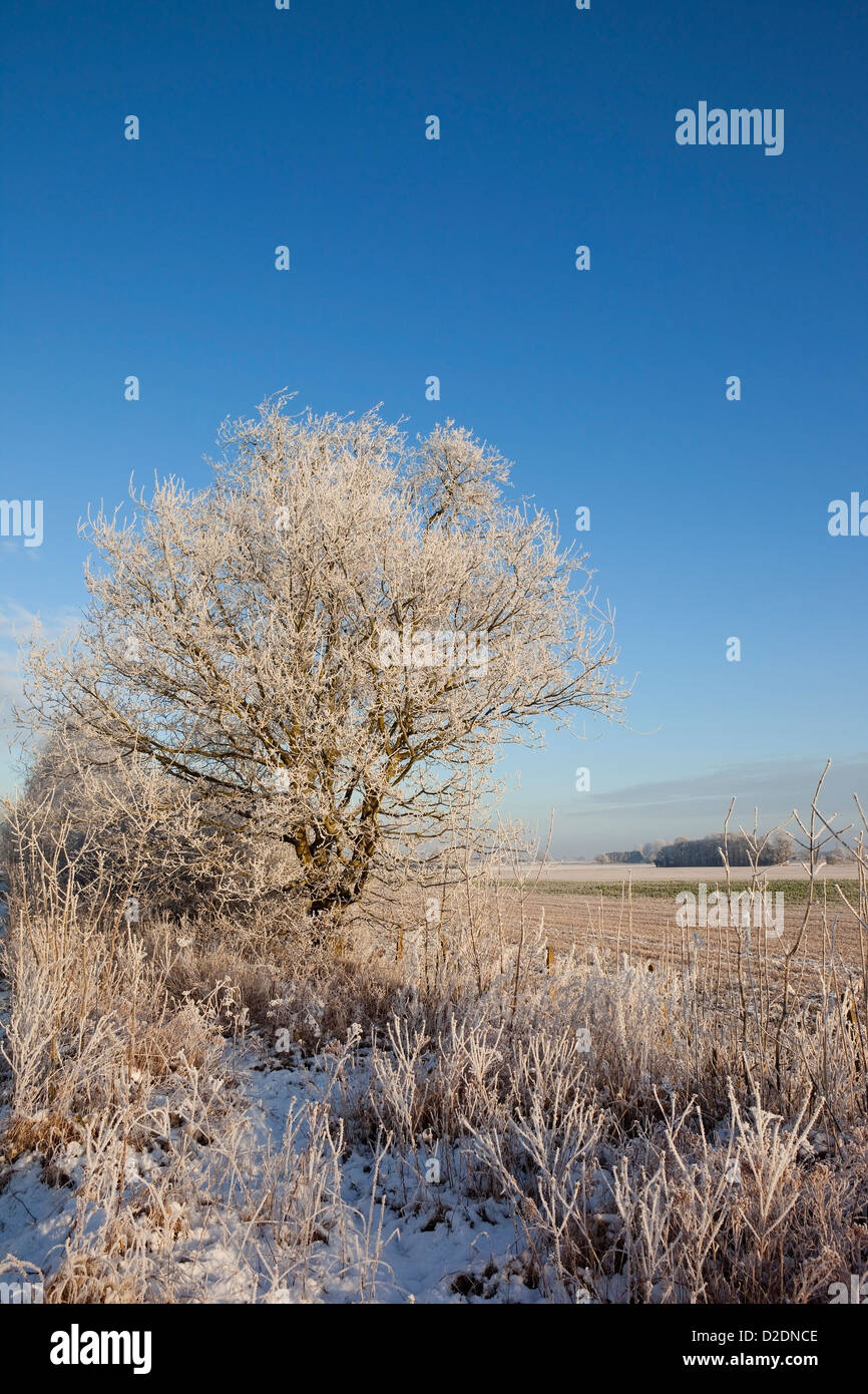 A frosty winter landscape with grasses and tree under a blue sky Stock ...