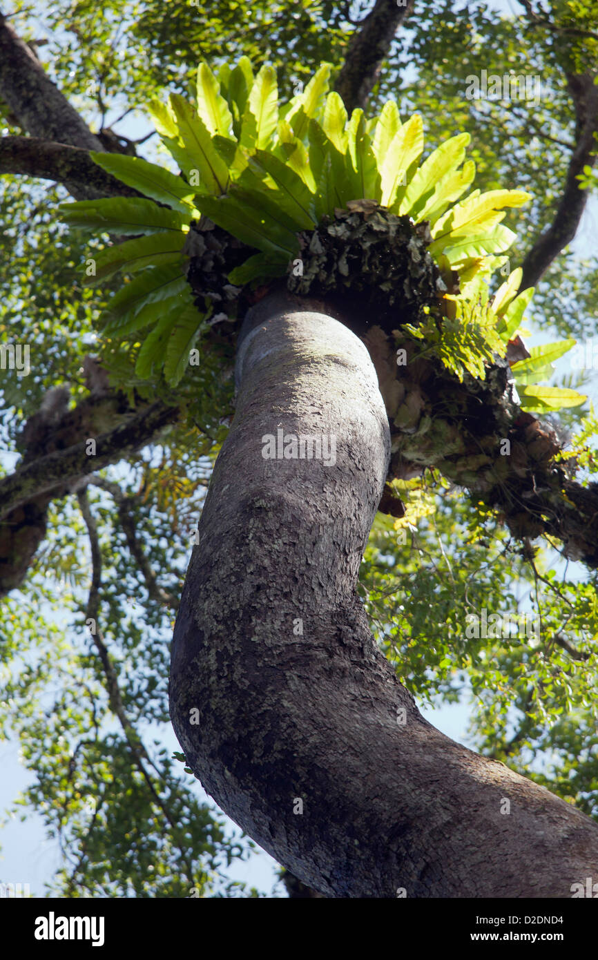Malaysia, Bornéo, Tropical Tree Stock Photo - Alamy