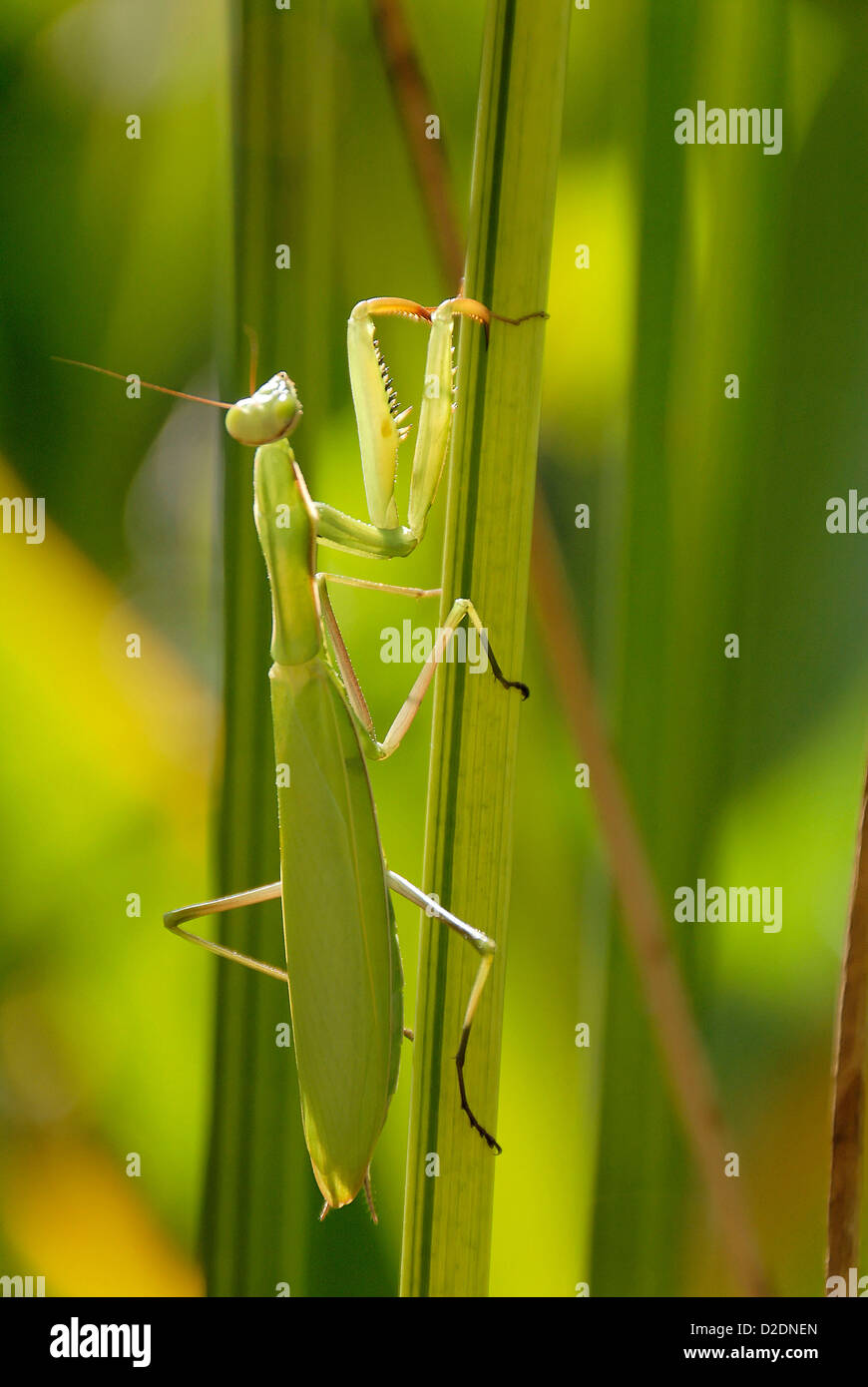 France, a praying mantis/mantid (Mantis religiosa) on a leave Stock ...