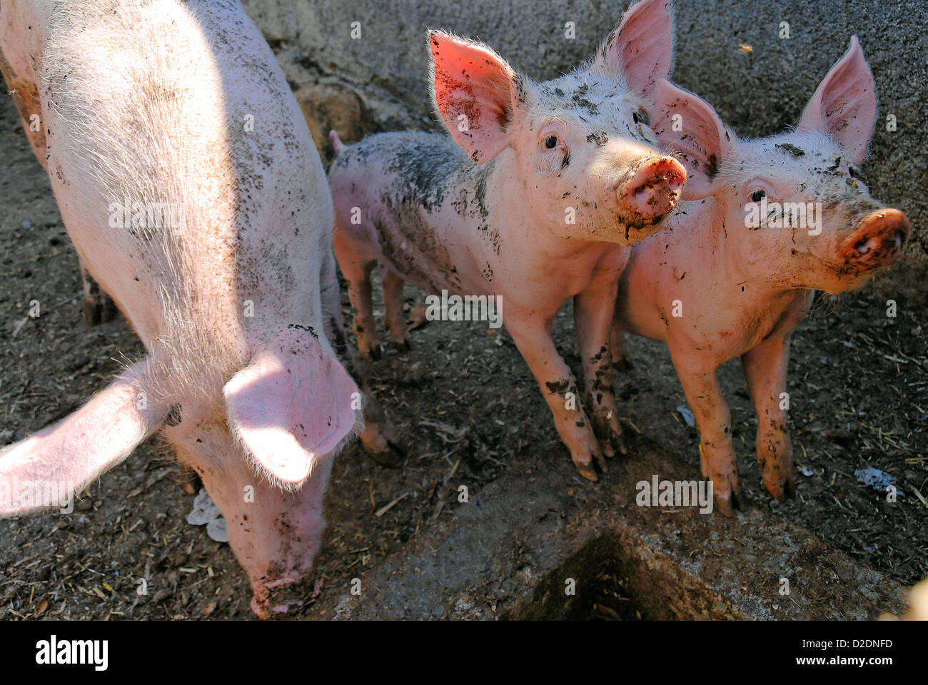 Pig house pigs hi-res stock photography and images - Alamy