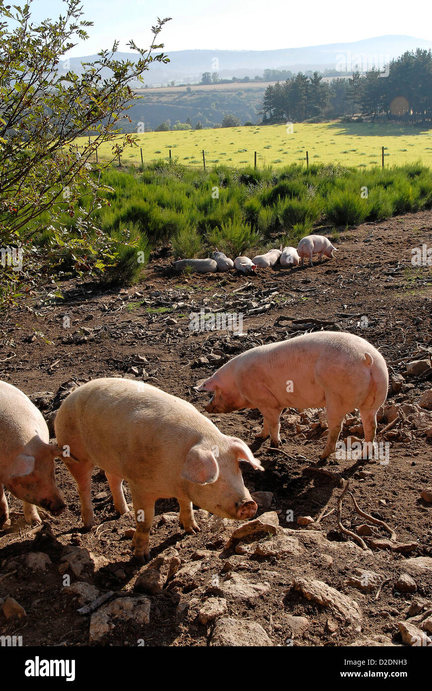 France, Lozere department, pigs in a farm Stock Photo - Alamy