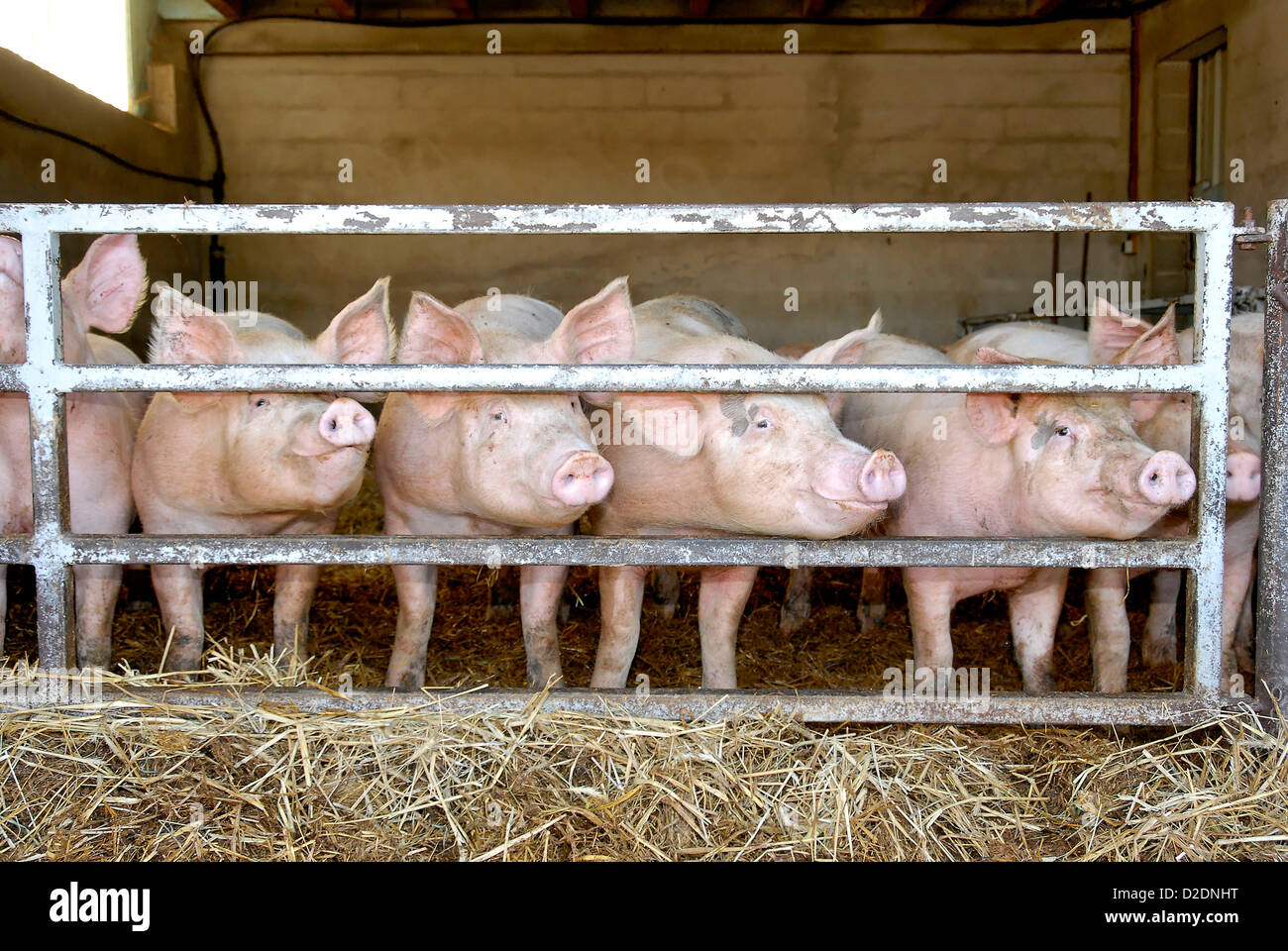 France, Lozere department, a pig farm Stock Photo - Alamy