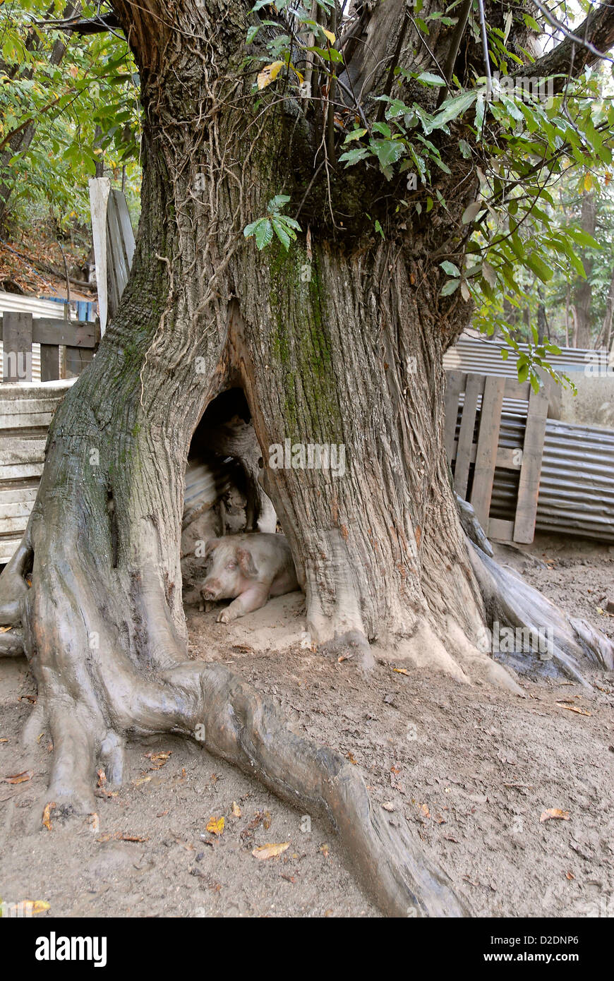 France, a pig in a tree trunk Stock Photo - Alamy