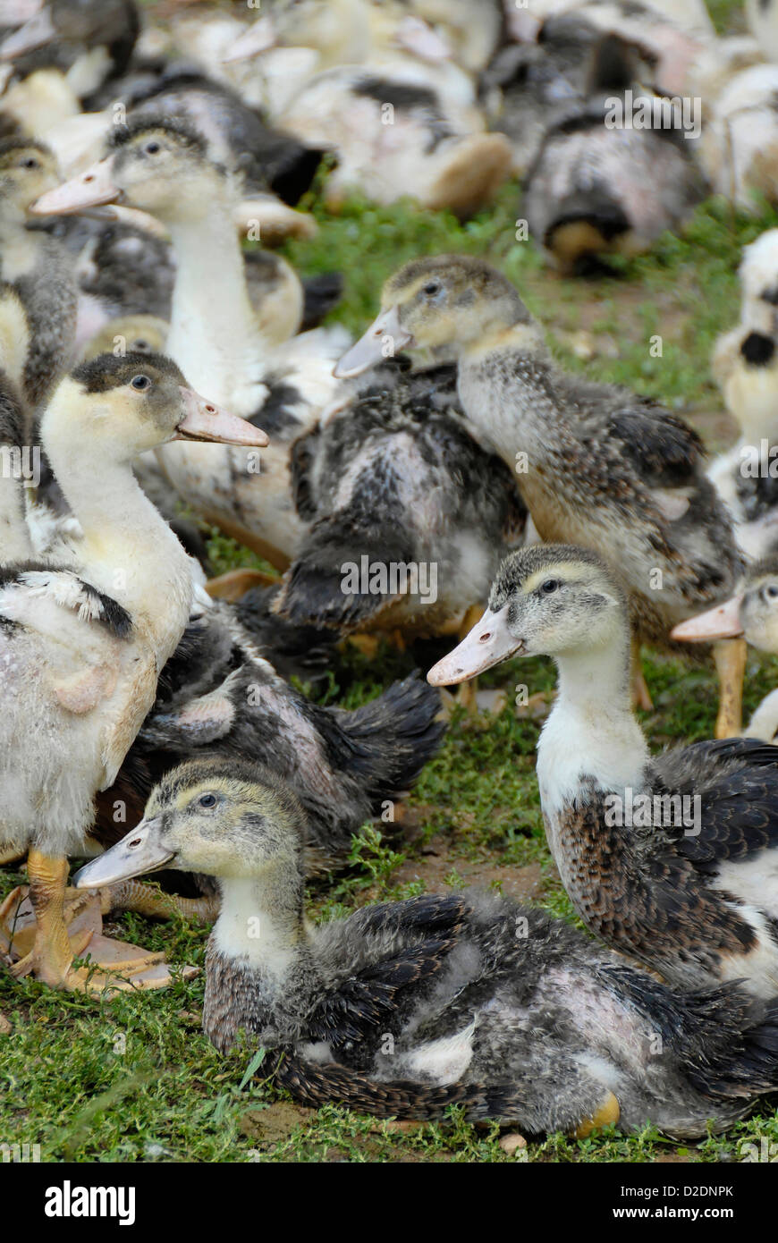 Foie gras duck farm hi-res stock photography and images - Alamy