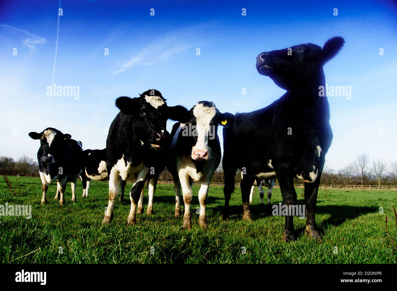 Friesian dairy cows grazing hi-res stock photography and images - Alamy