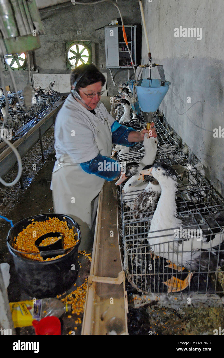 Gavage hi-res stock photography and images - Alamy