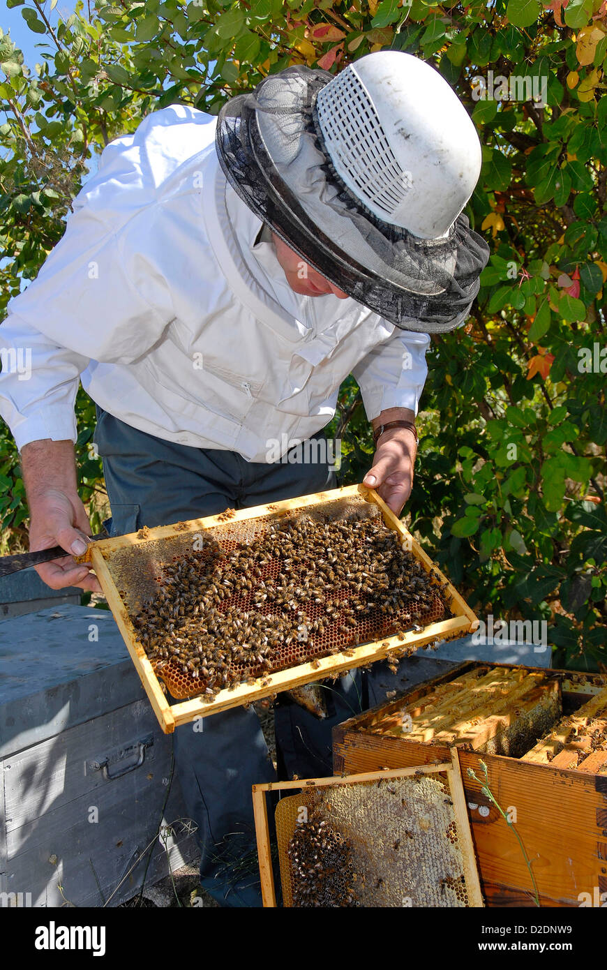 France, Herault department, a beekeeper Stock Photo - Alamy
