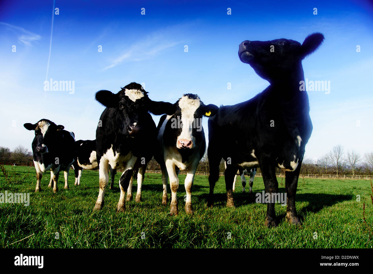 Fresian Dairy cows grazing in a field on the north downs at Upper ...