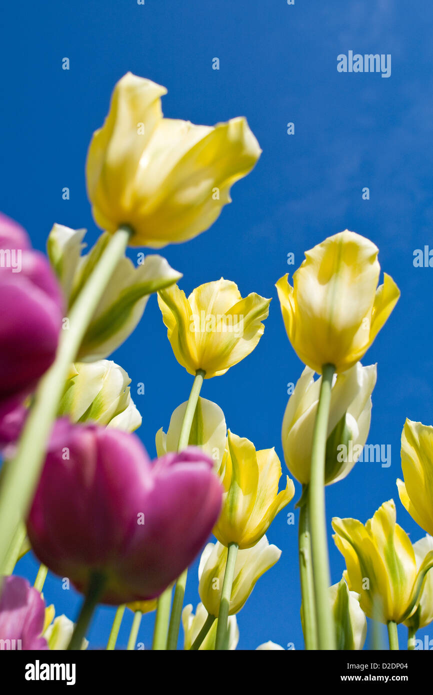 Tulips Yellow Spring Green and Spring Green with Purple Tulip Stock ...