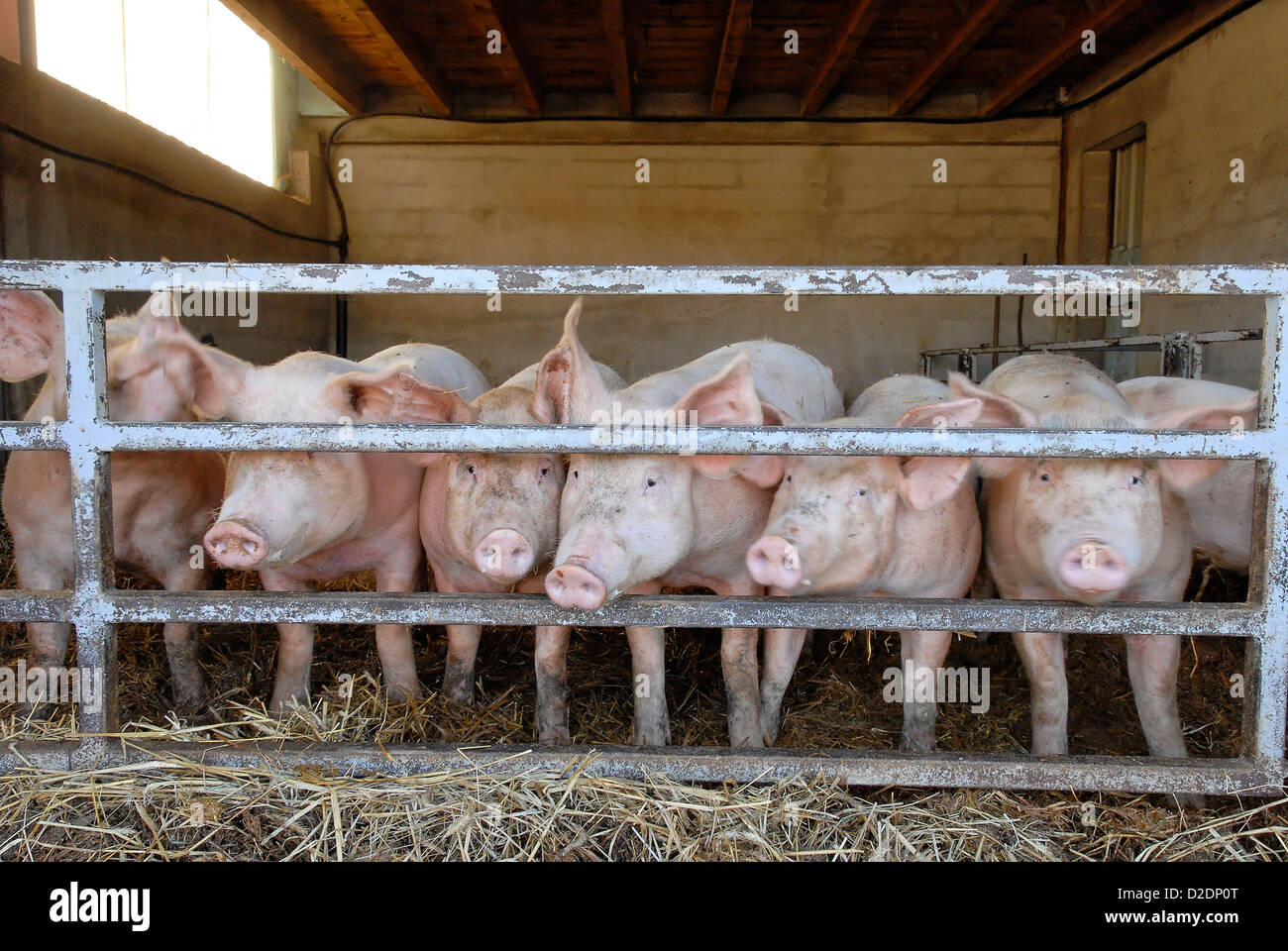 France, Lozere department, a pig farm Stock Photo - Alamy