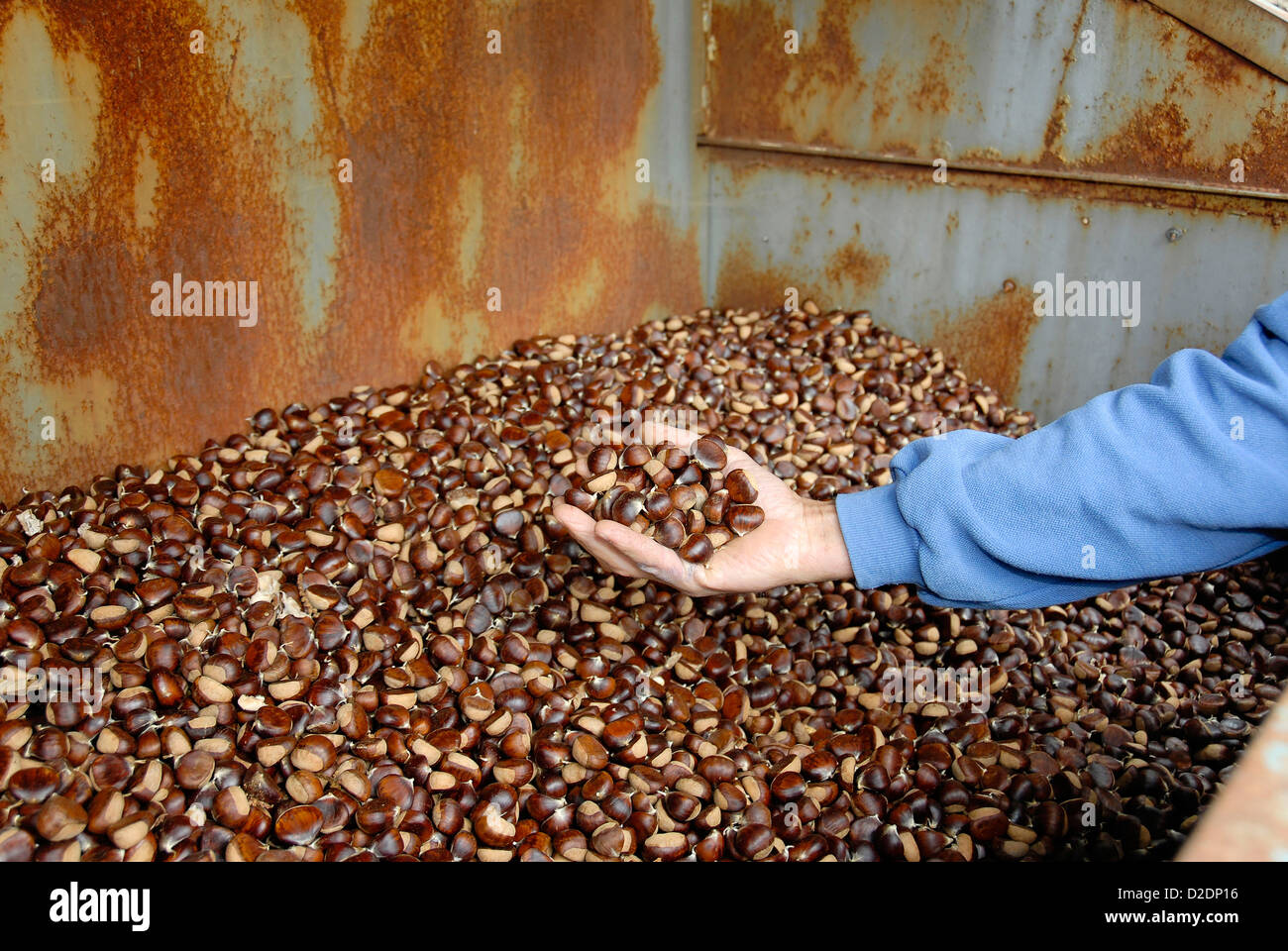 France, Languedoc Roussillon, Cevennes, culture of chestnuts Stock ...