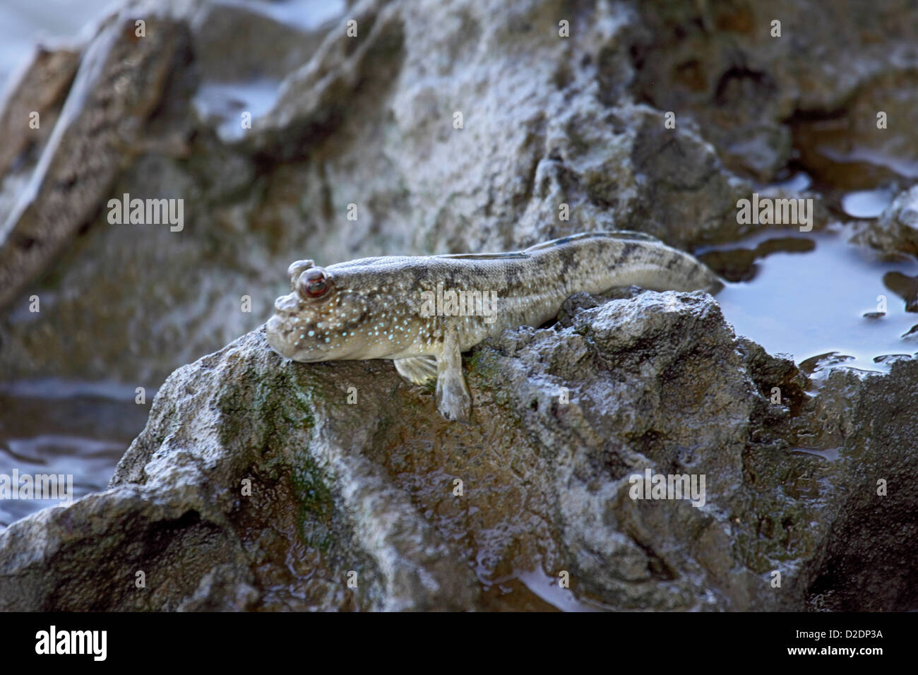 Mudskipper hi-res stock photography and images - Alamy
