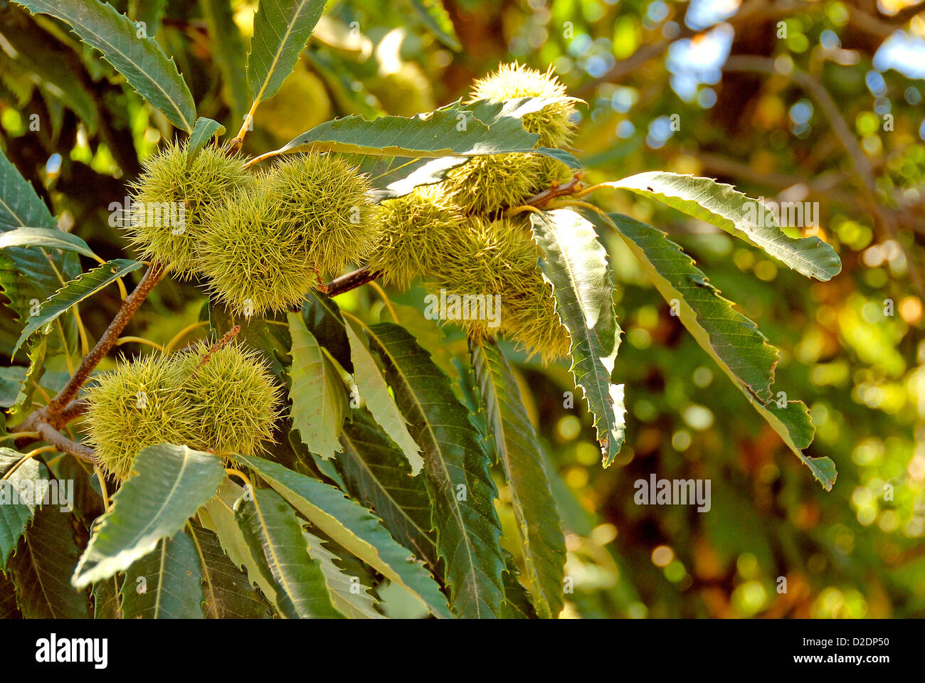 France, close up of a chestnut tree Stock Photo - Alamy