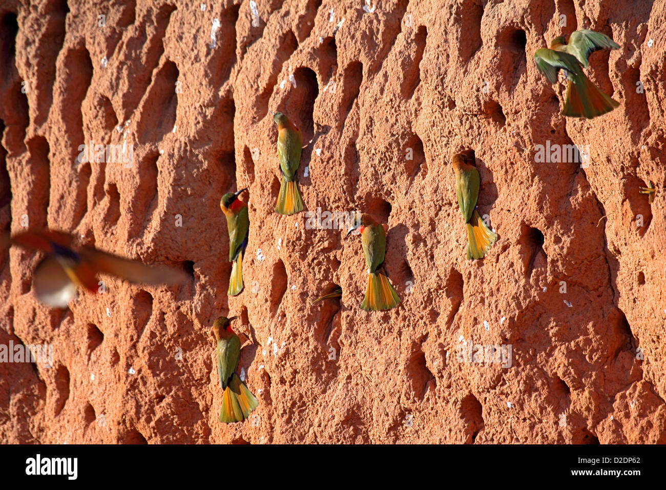 Red throated bee eaters congregating at nesting holes in The Gambia ...