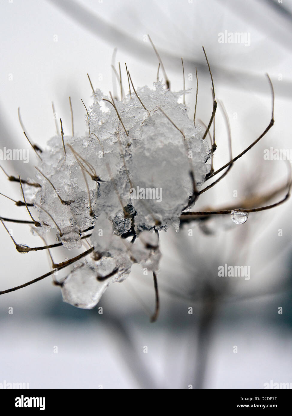Sweet Angelica Seed Heads in Snow Stock Photo - Alamy