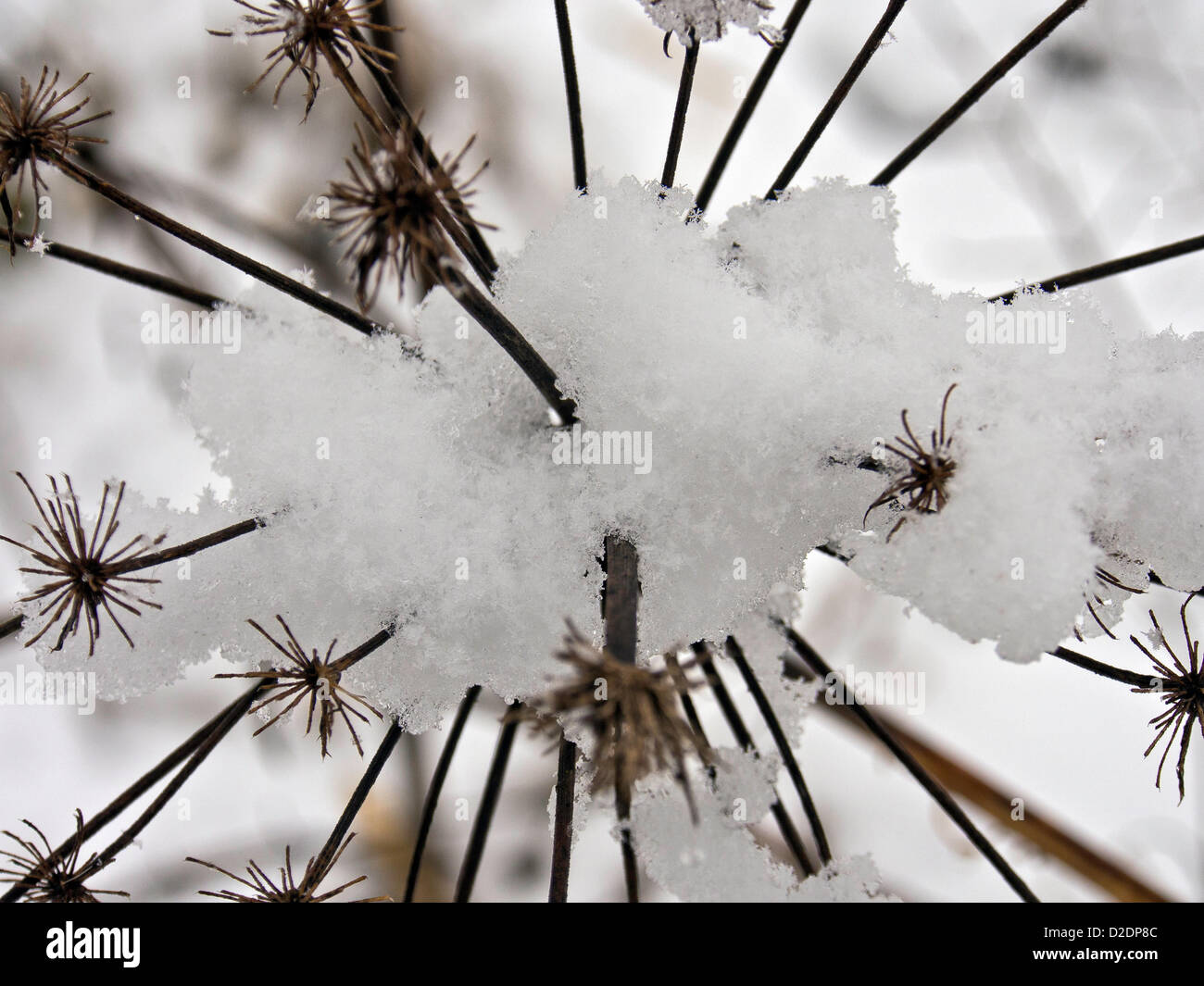 Sweet Angelica Seed Heads in Snow Stock Photo - Alamy