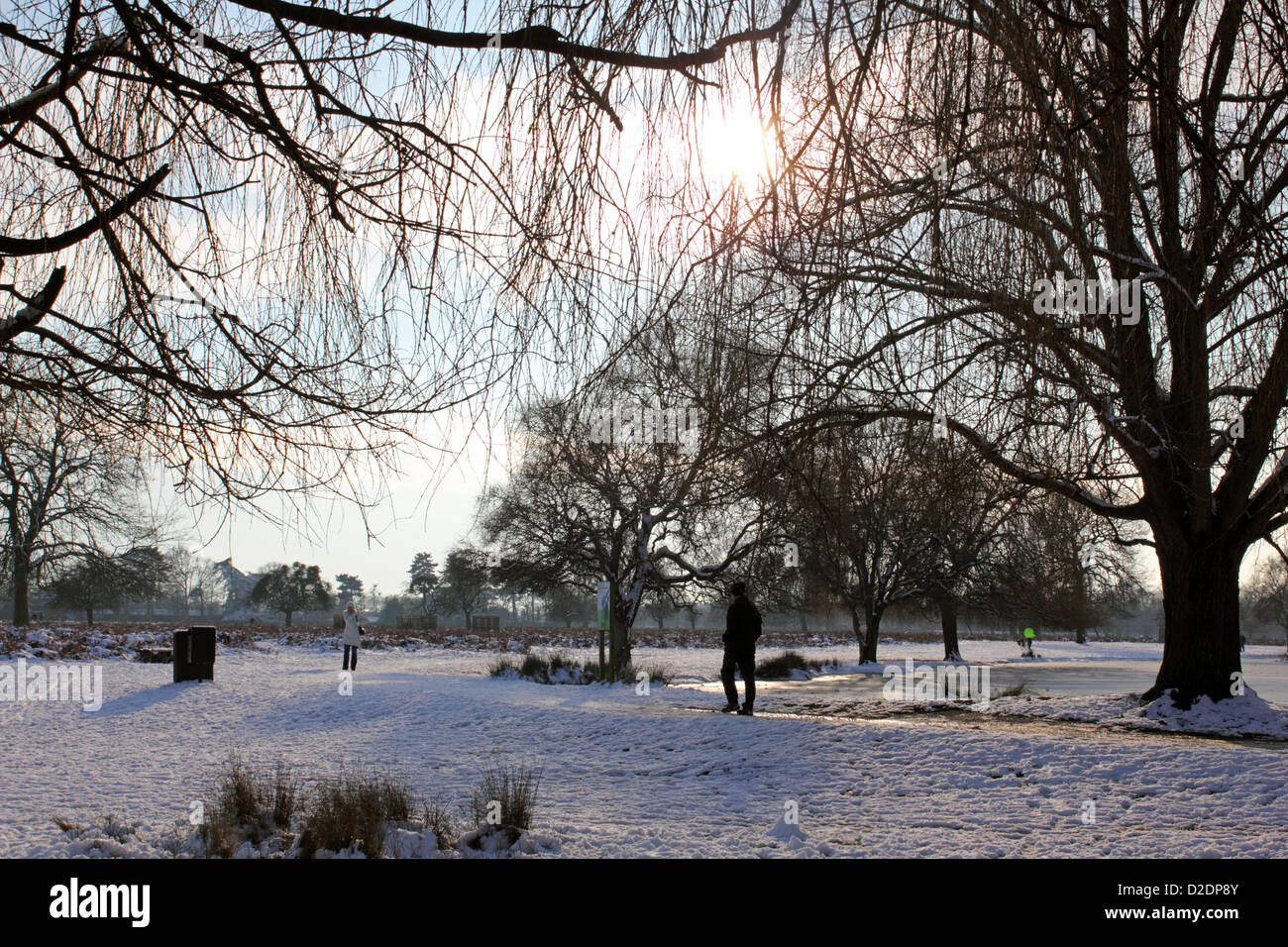 Bushy Park, London, England, UK. 21st Jan, 2013. The sun finally came ...