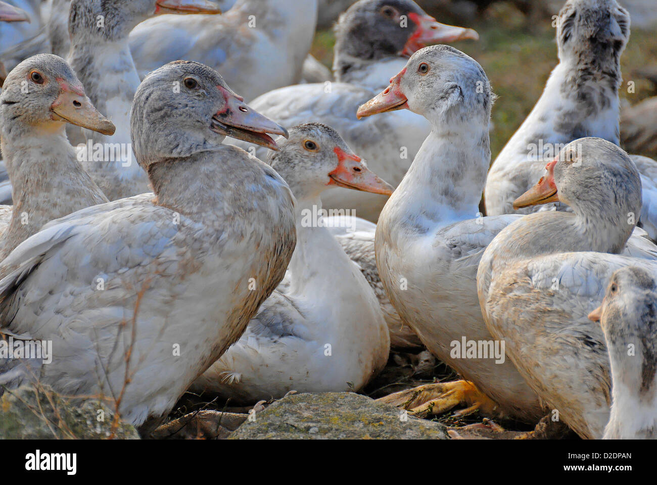 Ducks in a farm, Pyrenees Orientales, France Stock Photo - Alamy