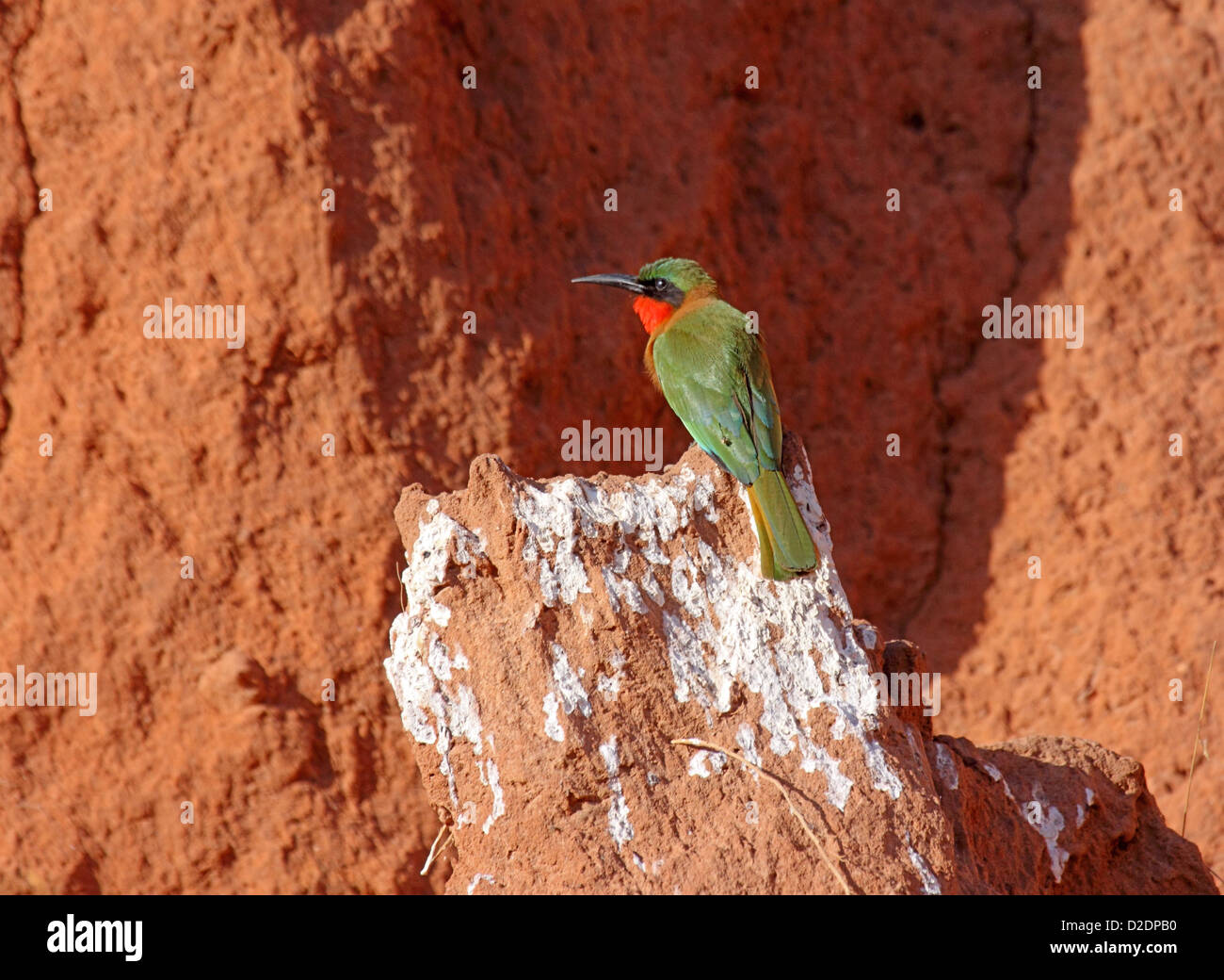 Red throated bee eater on perch near nesting site in The Gambia Stock ...