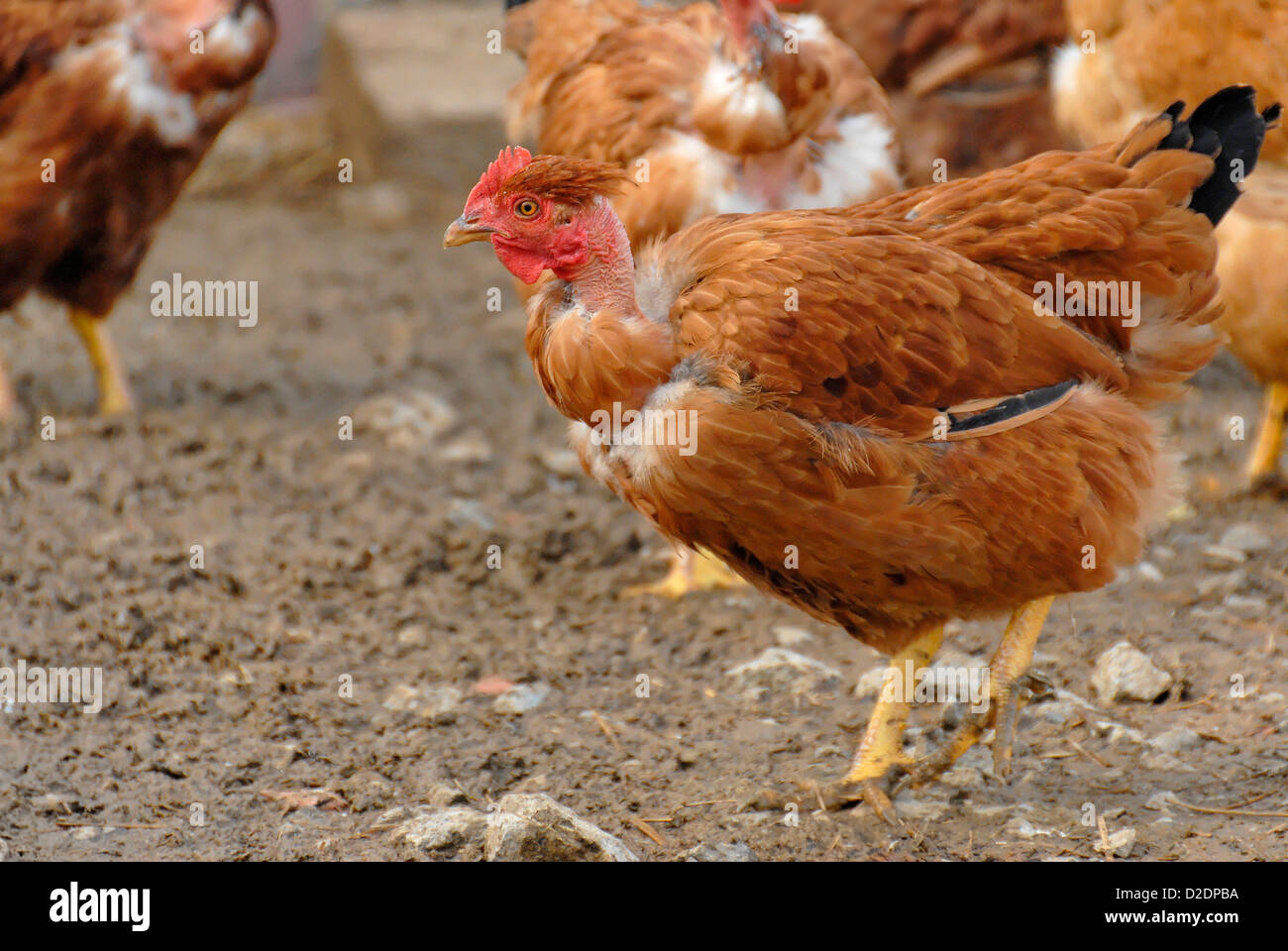 Chicken farm, Lozere, France Stock Photo - Alamy