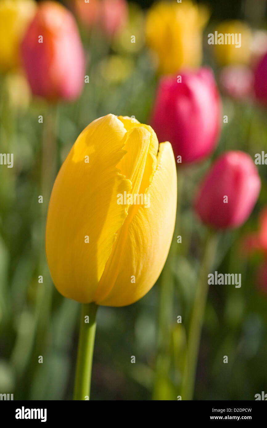 Yellow bulbs flowers hi-res stock photography and images - Alamy