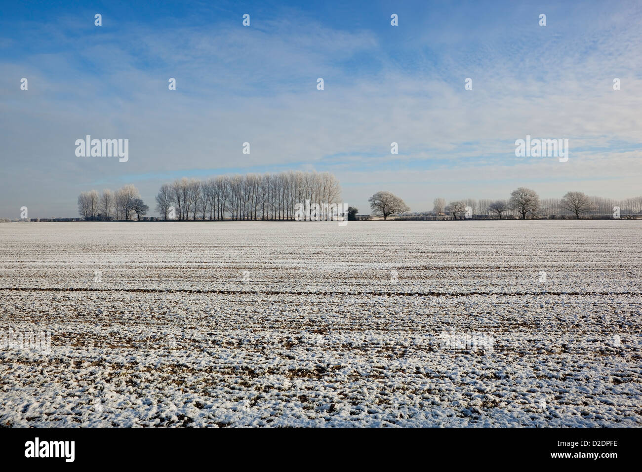 A frosted row of poplar trees in an agricultural winter landscape under ...