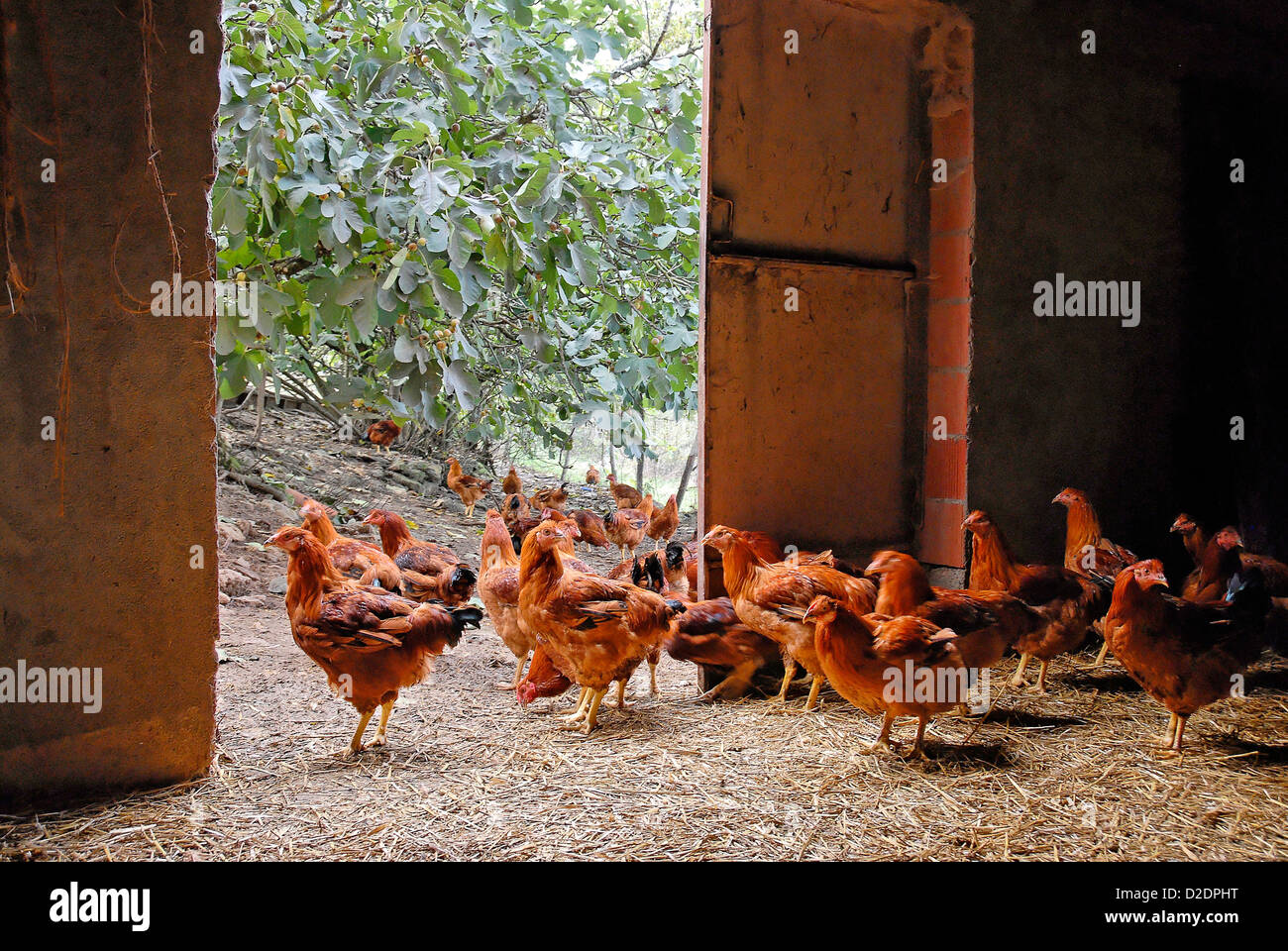 Chicken in a real organic farm, Lozere, France Stock Photo - Alamy