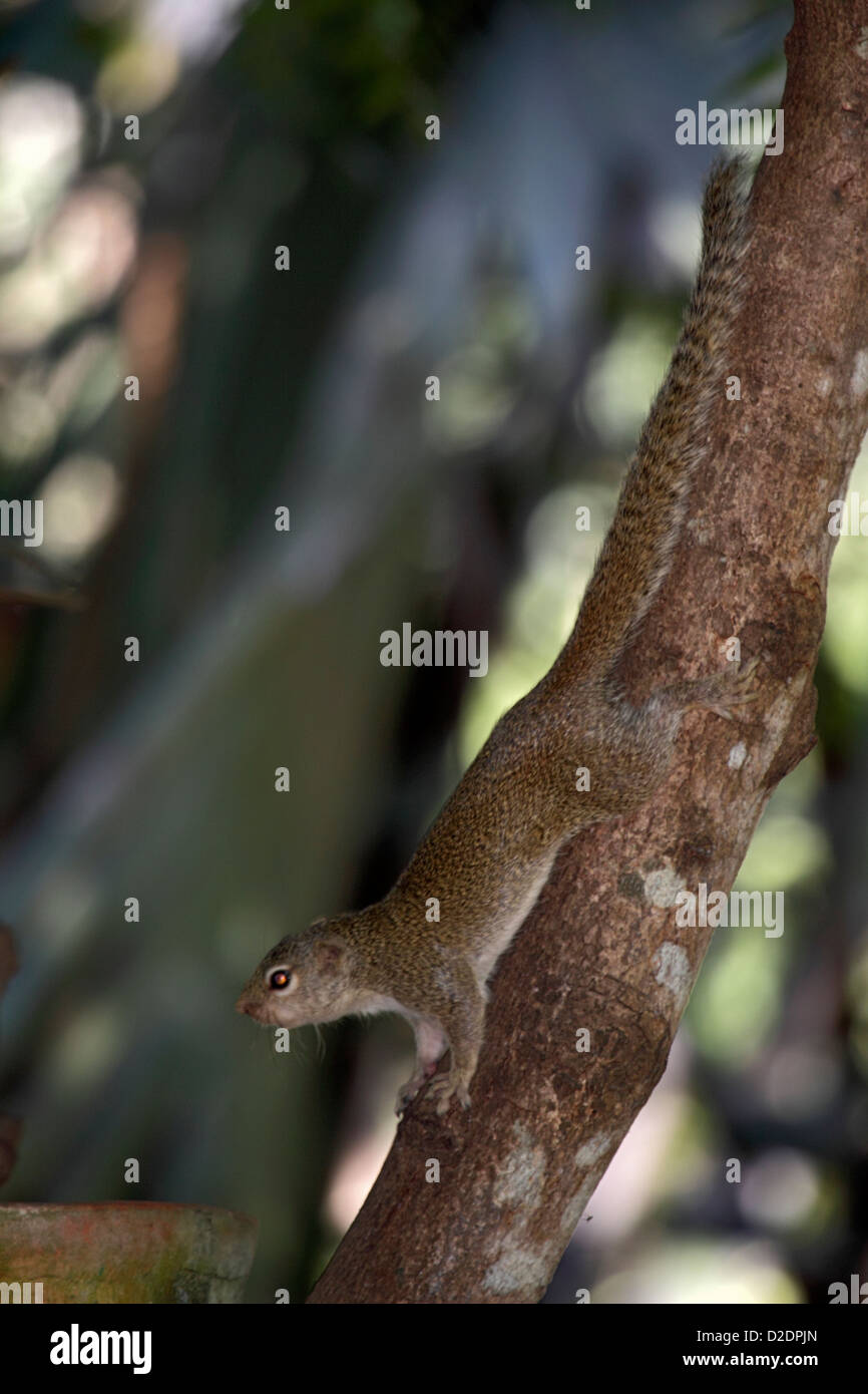Gambian sun squirrel in tree in The Gambia Stock Photo - Alamy