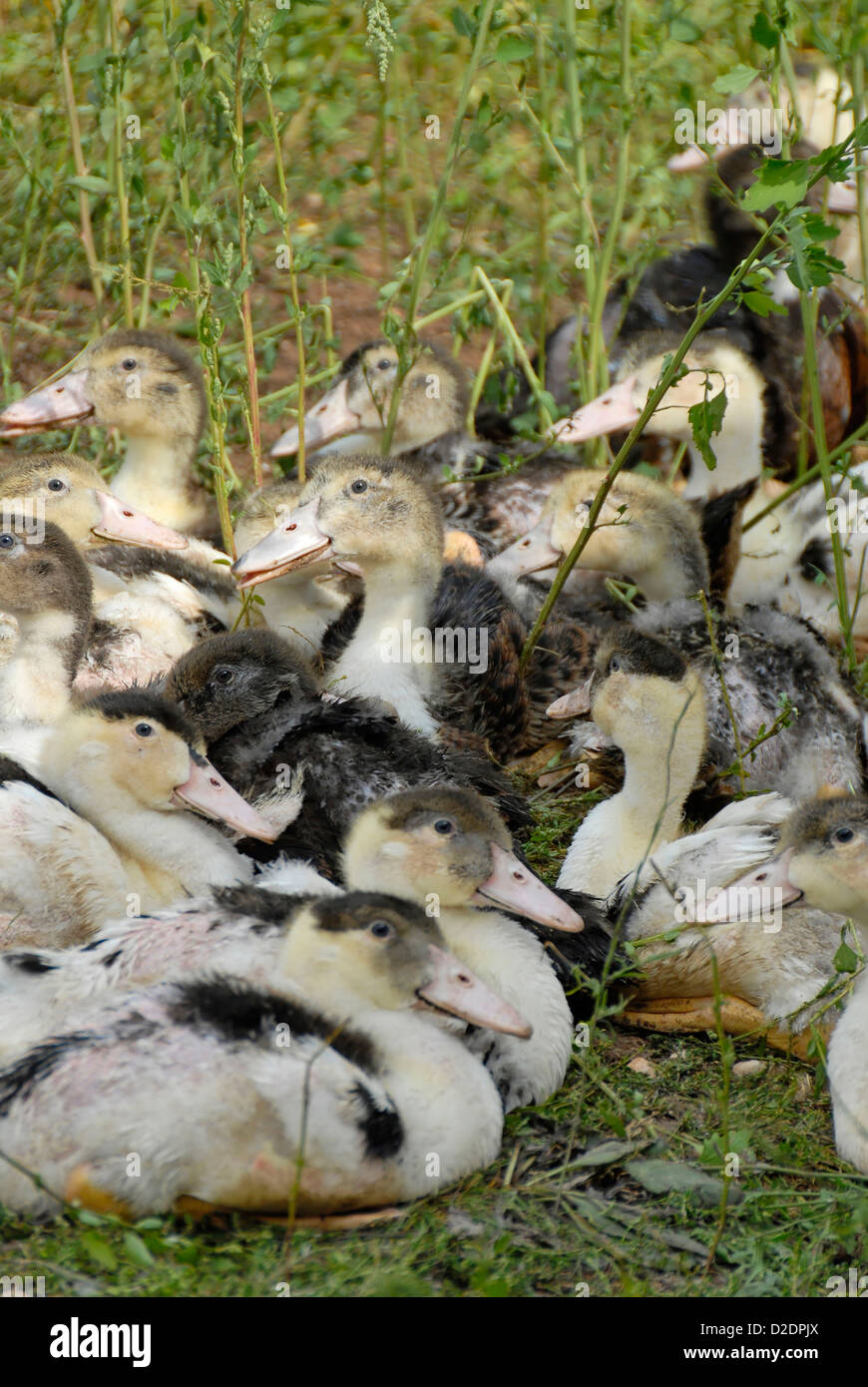 Ducks in a farm, Aude, France Stock Photo - Alamy
