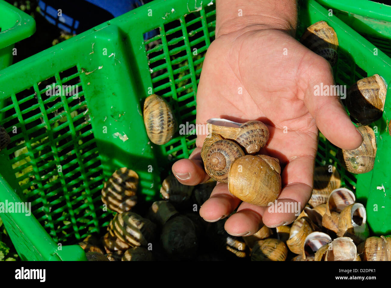 France, Pyrenees Orientales, a producer of snails Stock Photo - Alamy