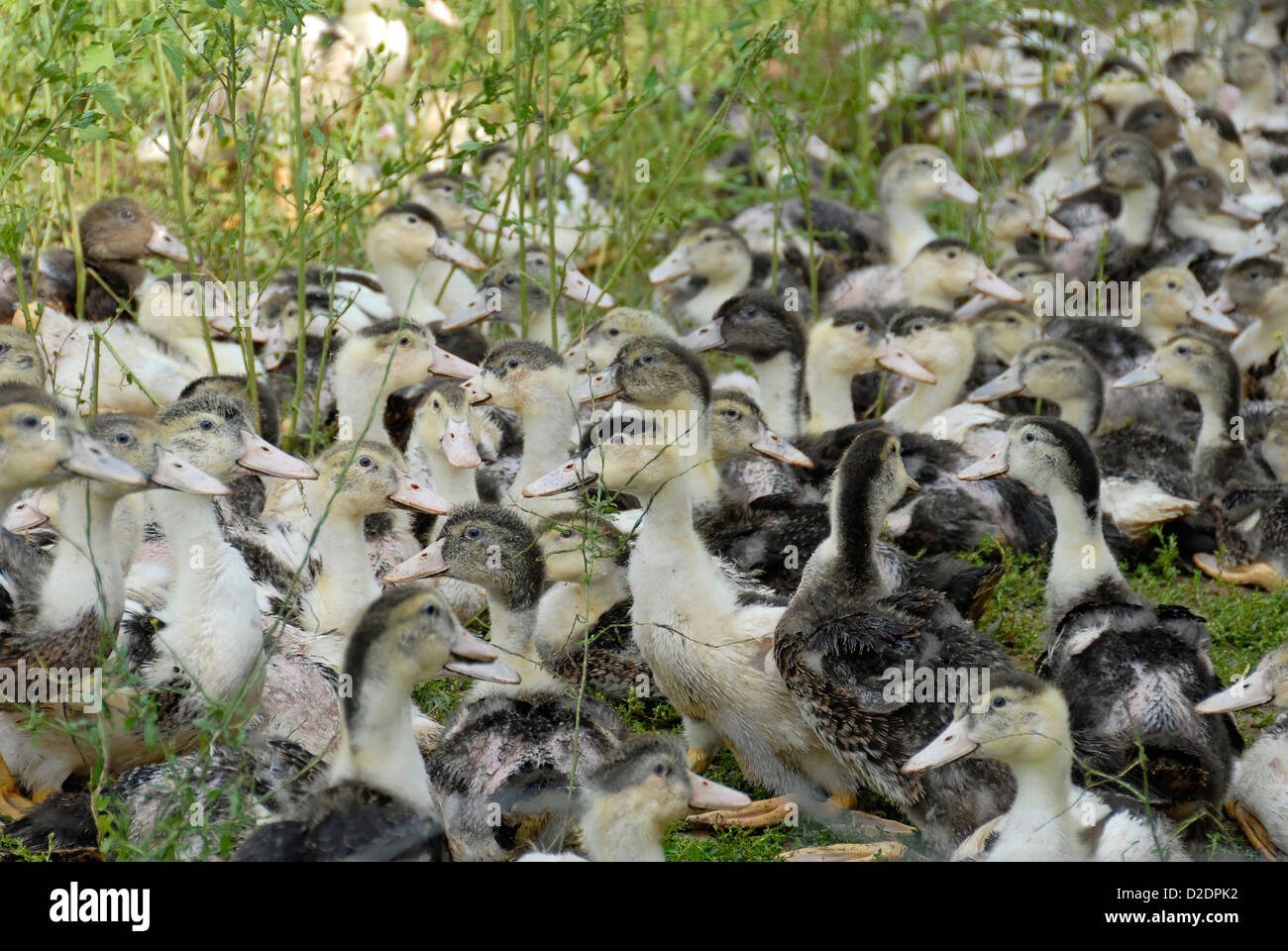 Ducks in a farm, Lozere, France Stock Photo - Alamy