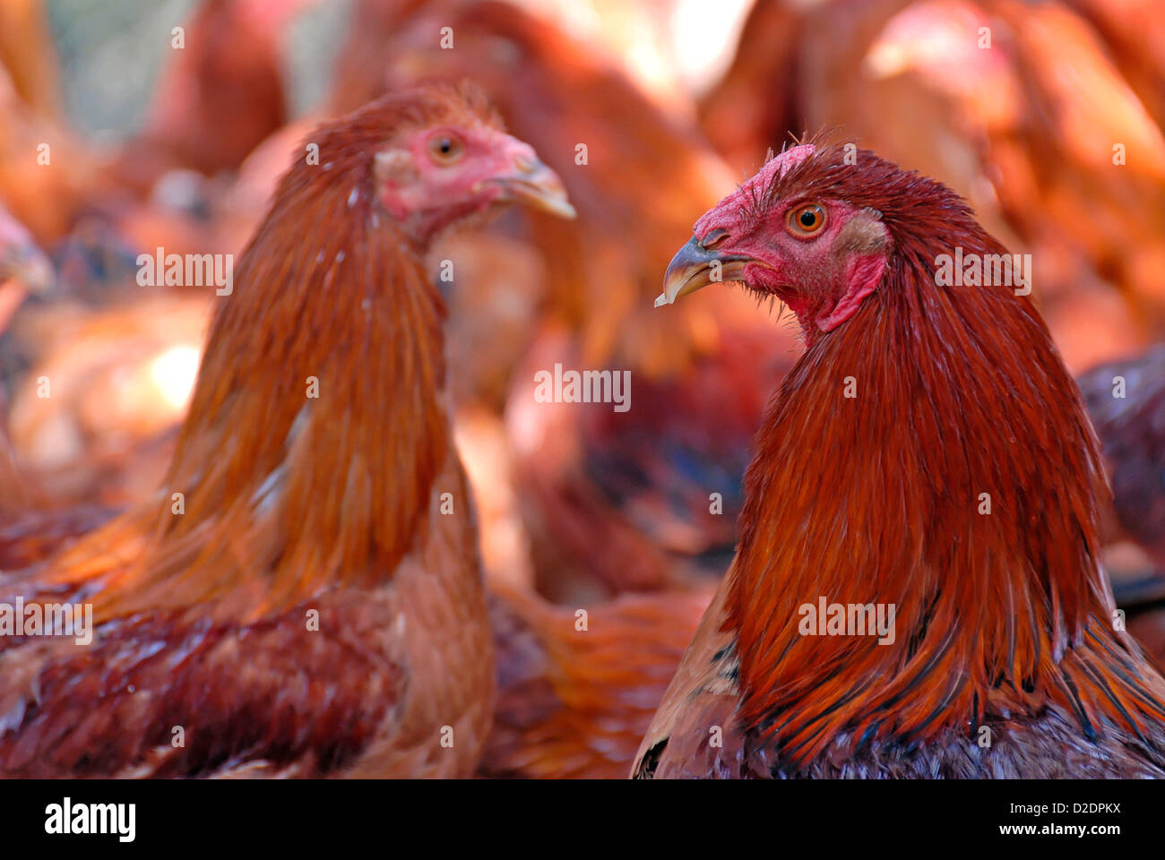 Chicken in a real organic farm, Lozere, France Stock Photo - Alamy