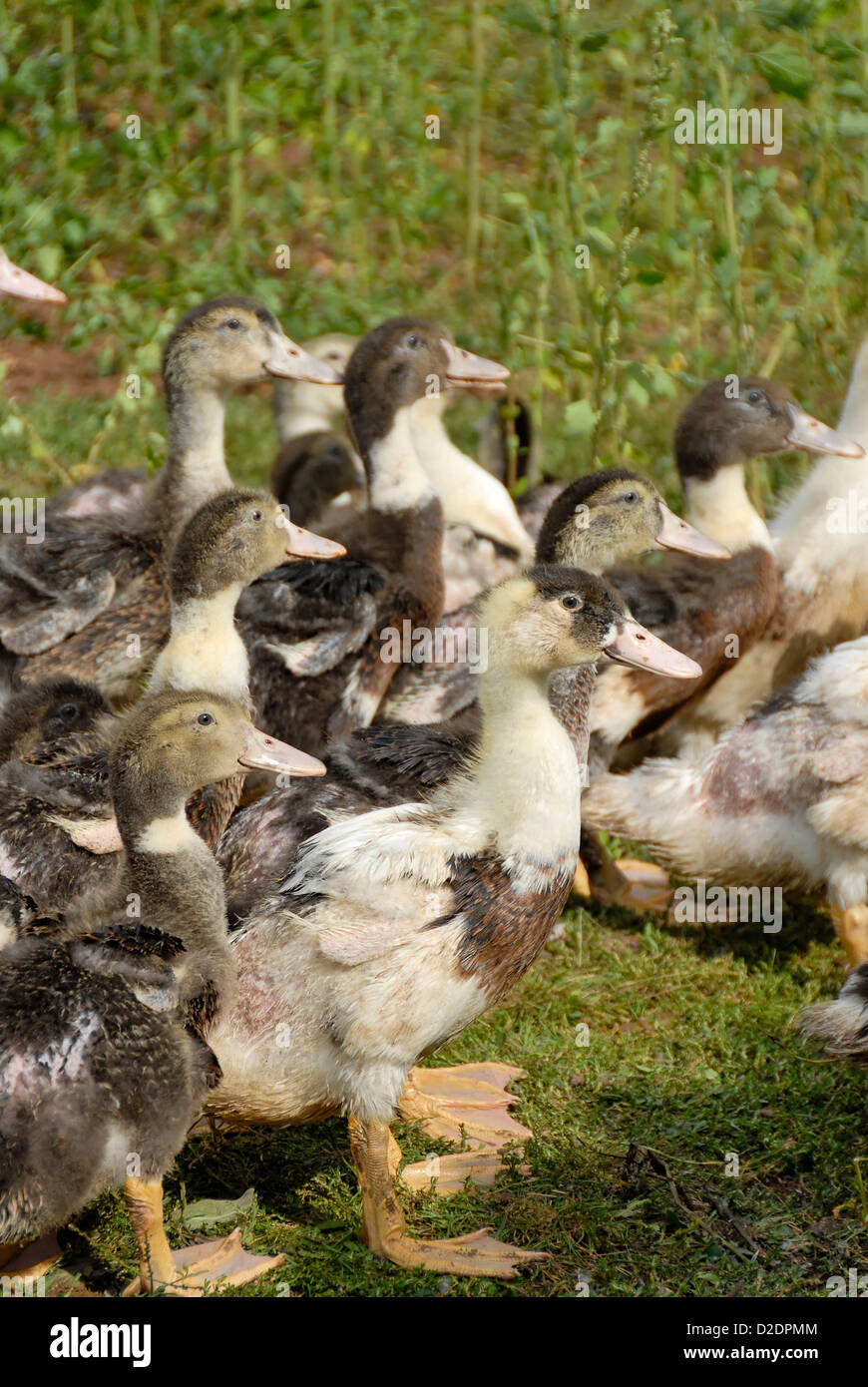 Ducks in a farm, Aude, France Stock Photo - Alamy