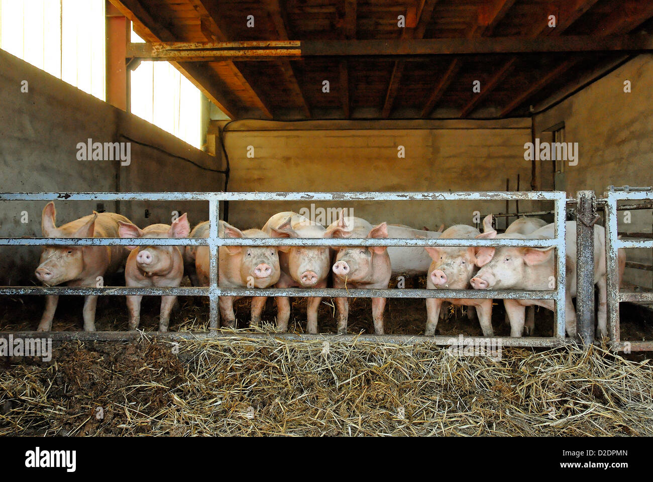 France, Lozere department, a pig farm Stock Photo - Alamy