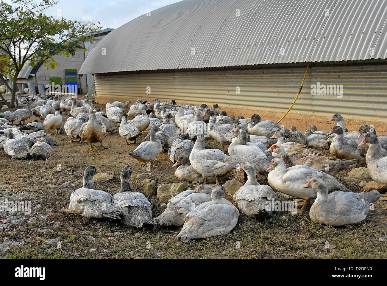 Ducks in a farm, Aude, France Stock Photo - Alamy