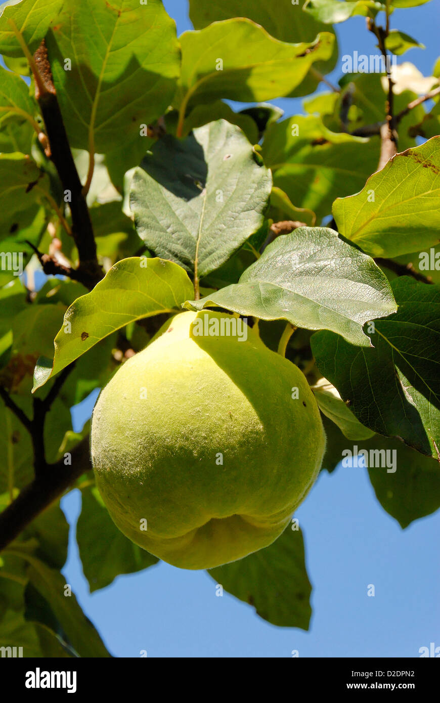 France, quince on tree Stock Photo - Alamy