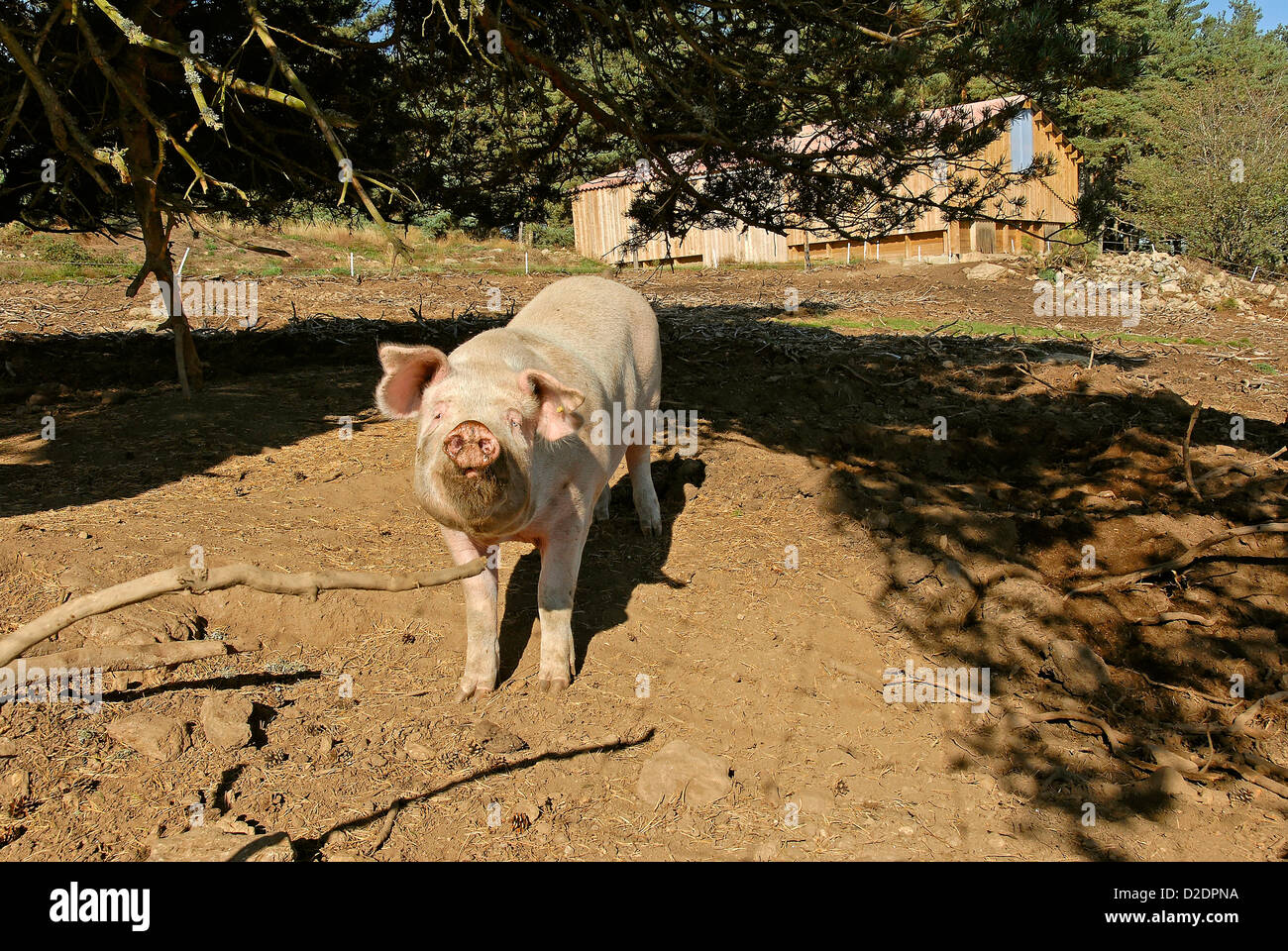 France, Lozere department, pig in a farm house Stock Photo - Alamy