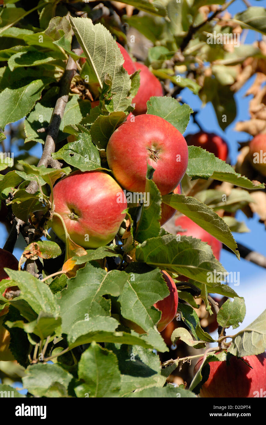 France, Lozere department, an apple tree Stock Photo - Alamy