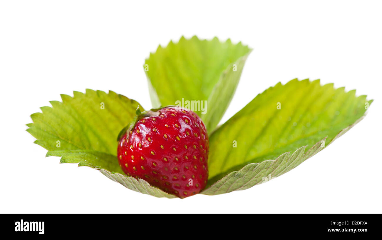 ripe strawberry fruit lying on leaf on white Stock Photo - Alamy