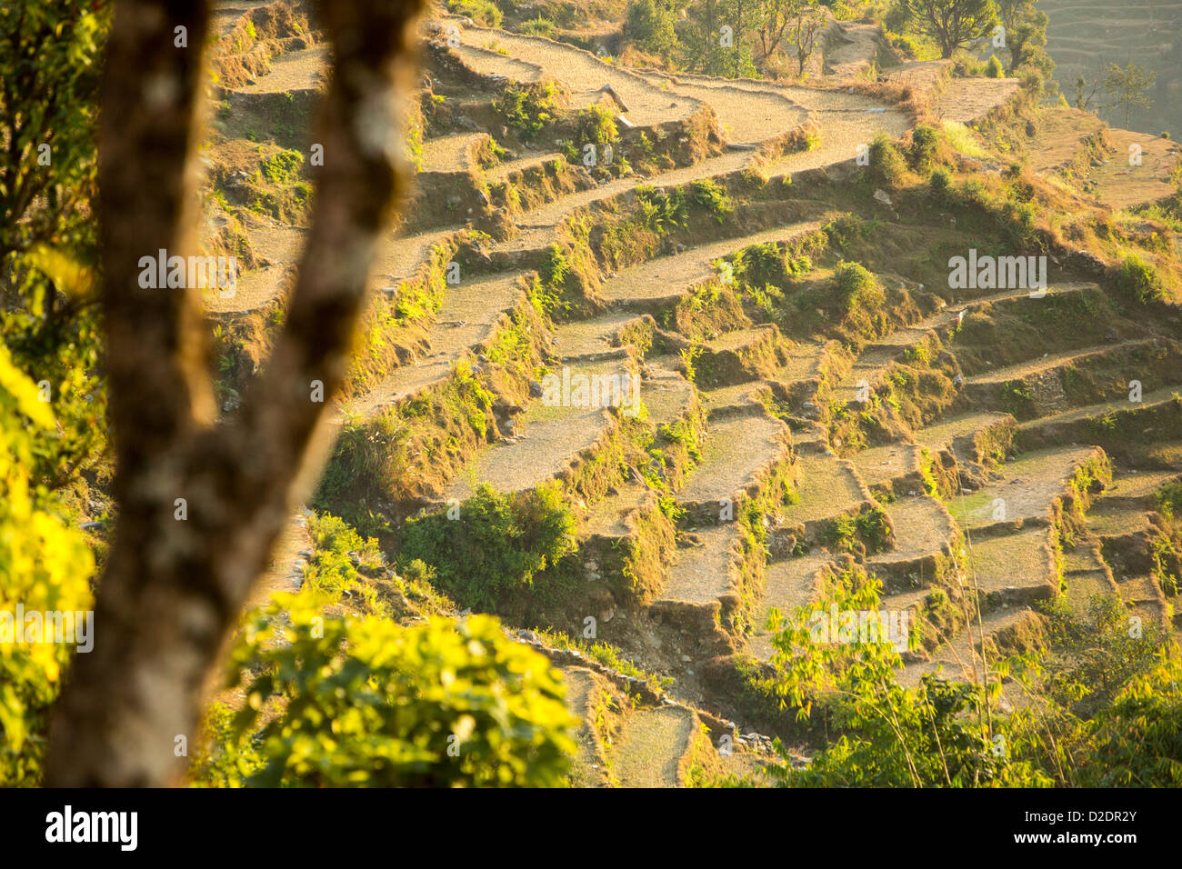 Terrace farming steep hi-res stock photography and images - Alamy