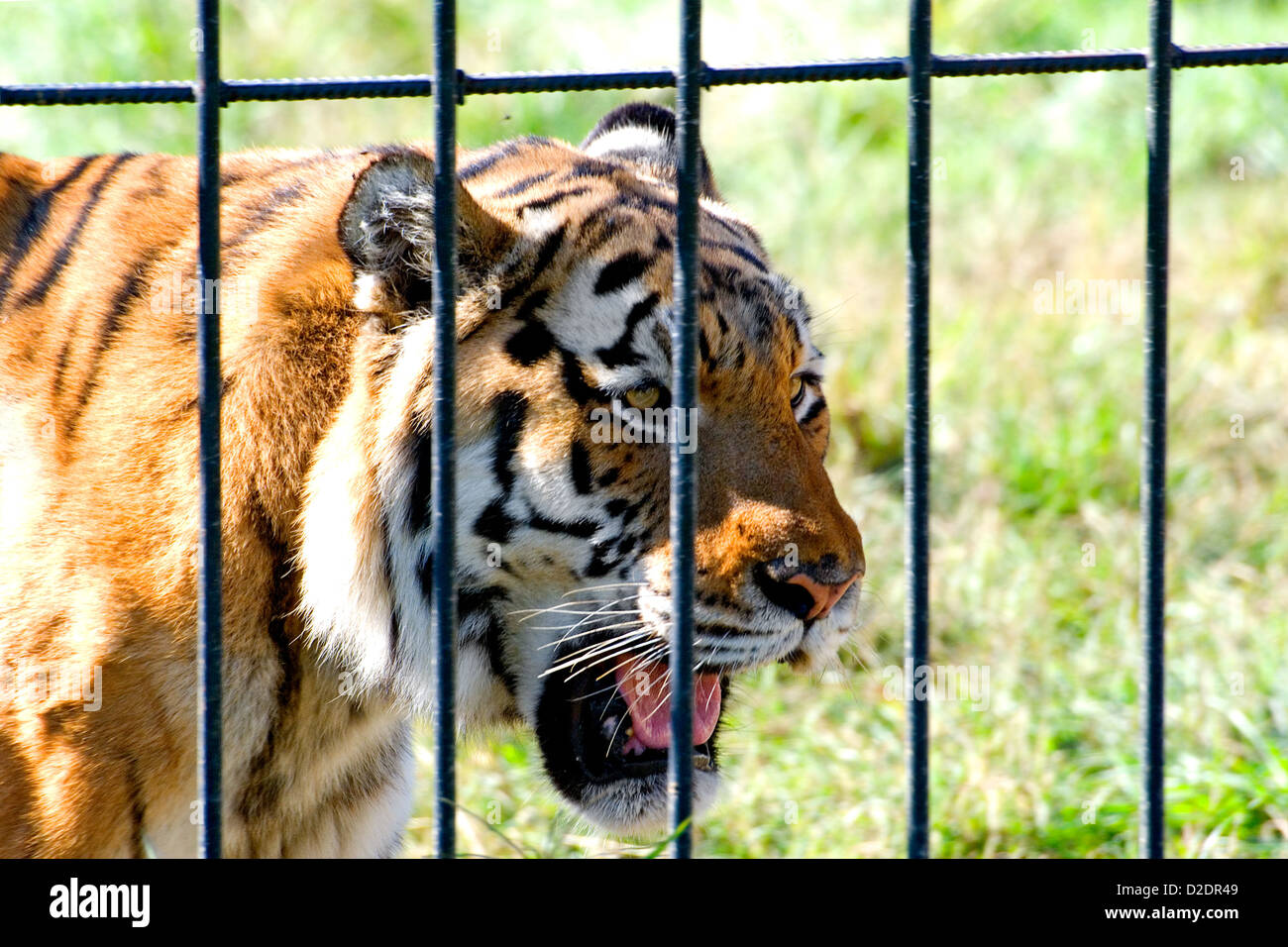 The head of a tiger photographed close up in a zoo Stock Photo - Alamy
