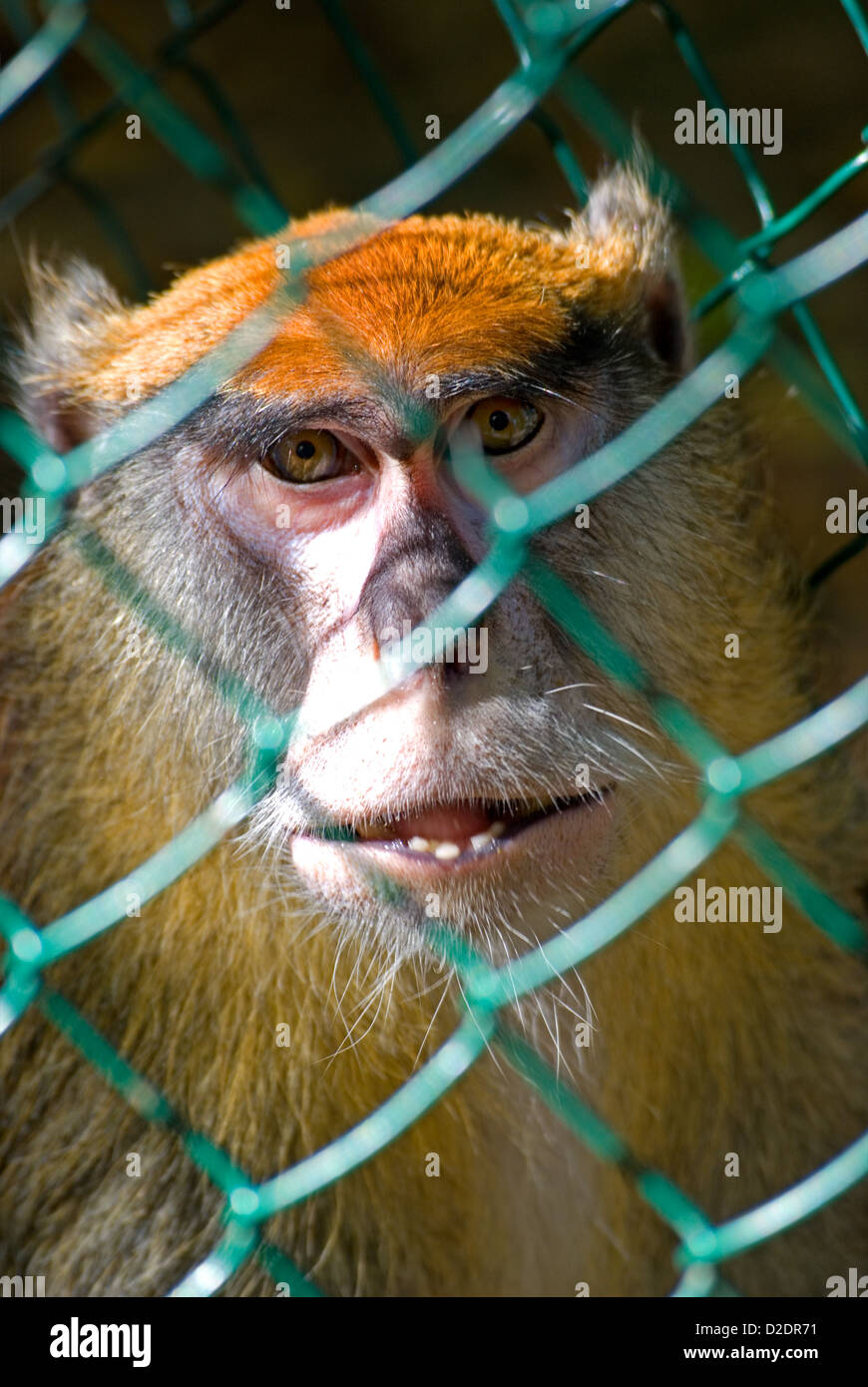 Monkey looks up hi-res stock photography and images - Alamy