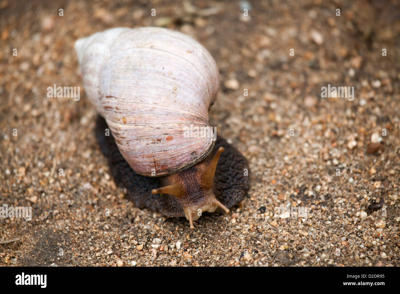 Giant snail on road Stock Photo - Alamy