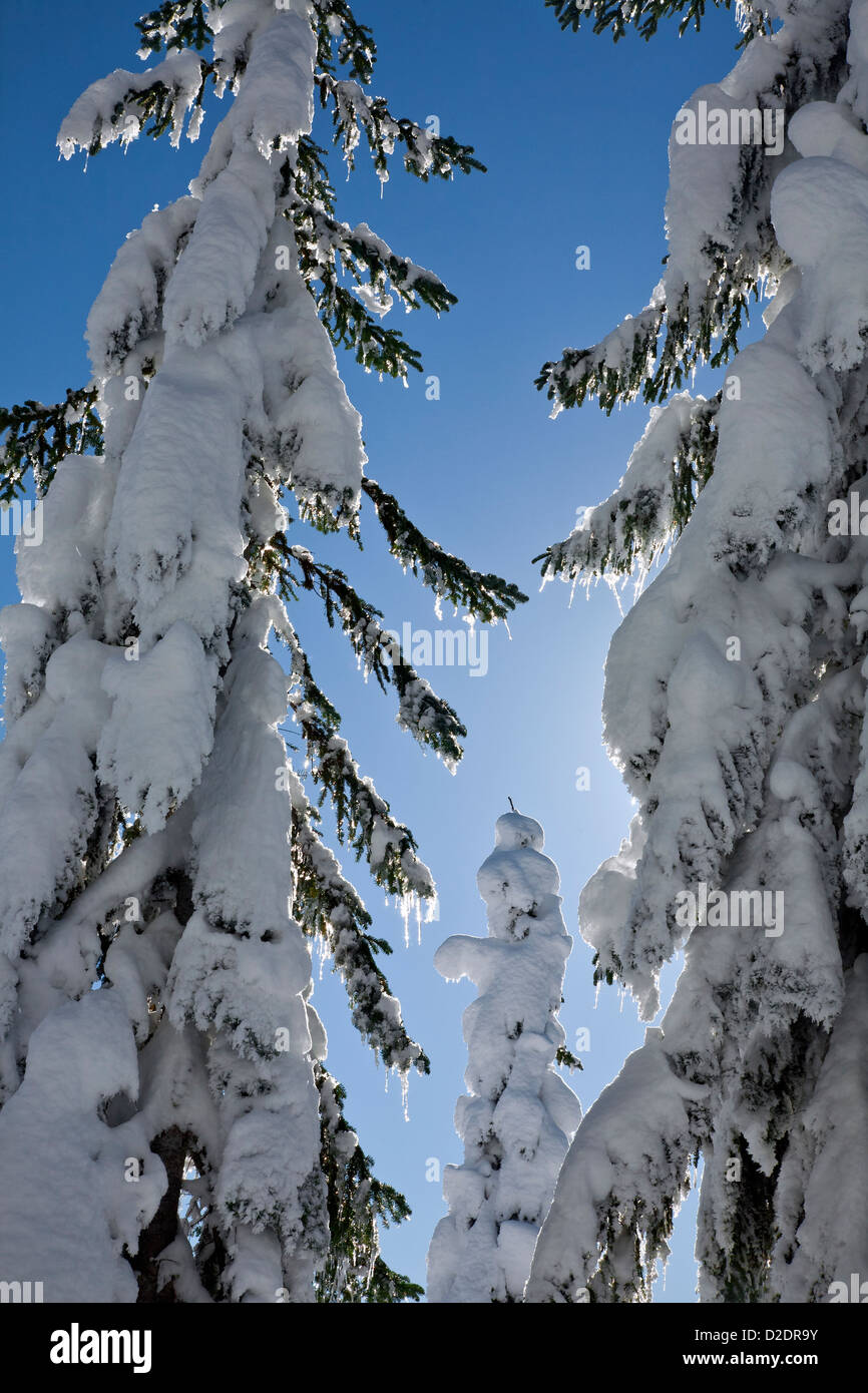 .WASHINGTON - Snow plastered trees at the summit of Amabilis Mountain ...