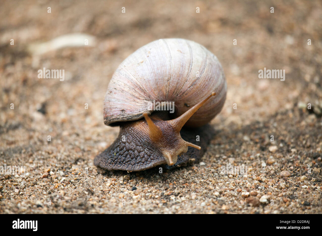 Giant snail on grit road antenna alert Stock Photo - Alamy